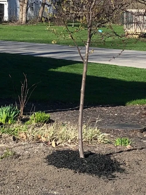 TREES | Tawa Tree and Lawn Care, Ottawa, OH