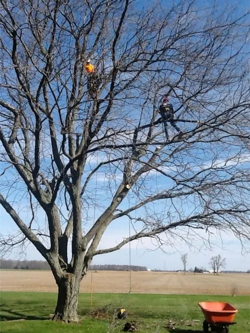 TREES | Tawa Tree and Lawn Care, Ottawa, OH